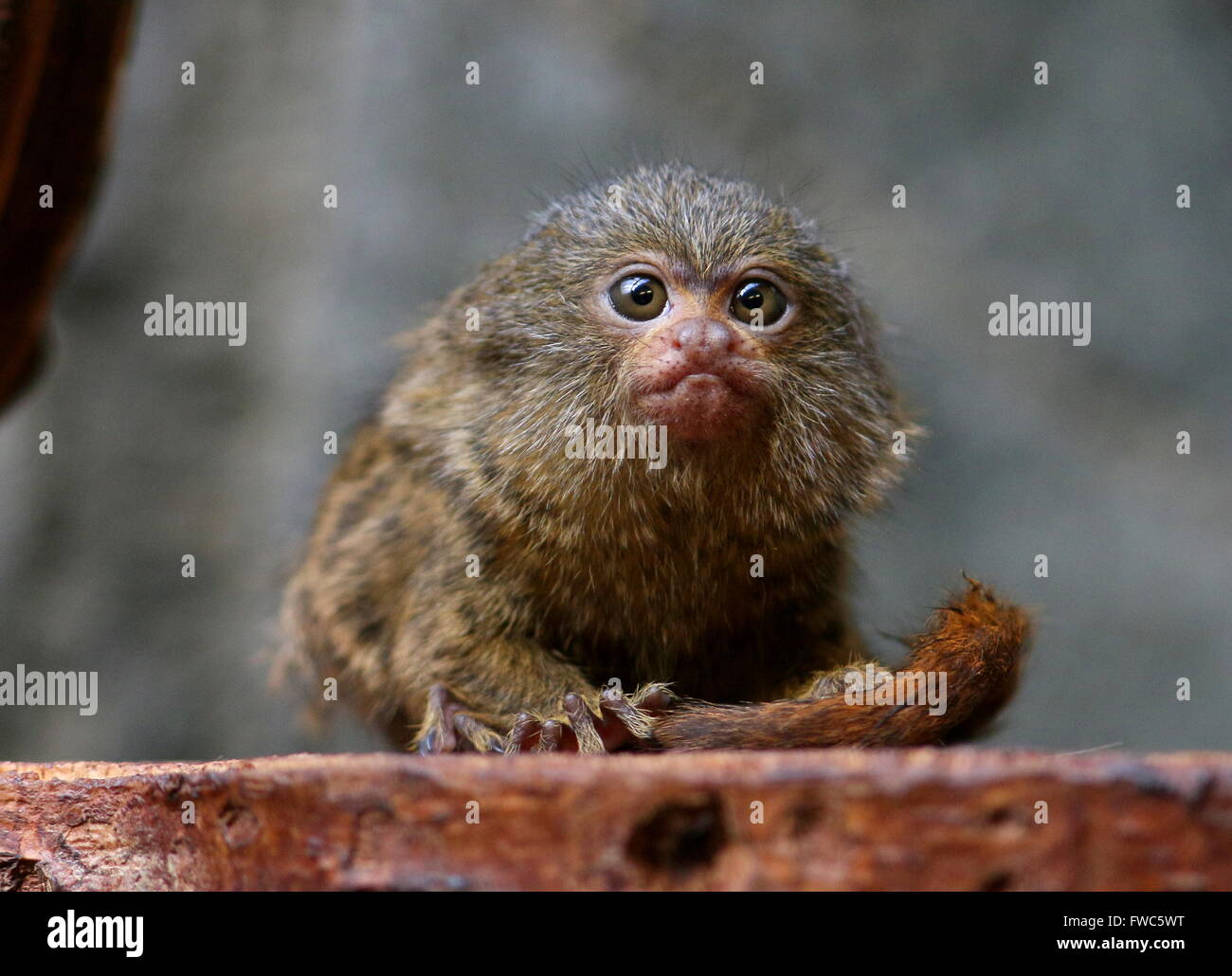 South American Pygmy marmoset (Callithrix pygmaea, Cebuella pygmaea ...