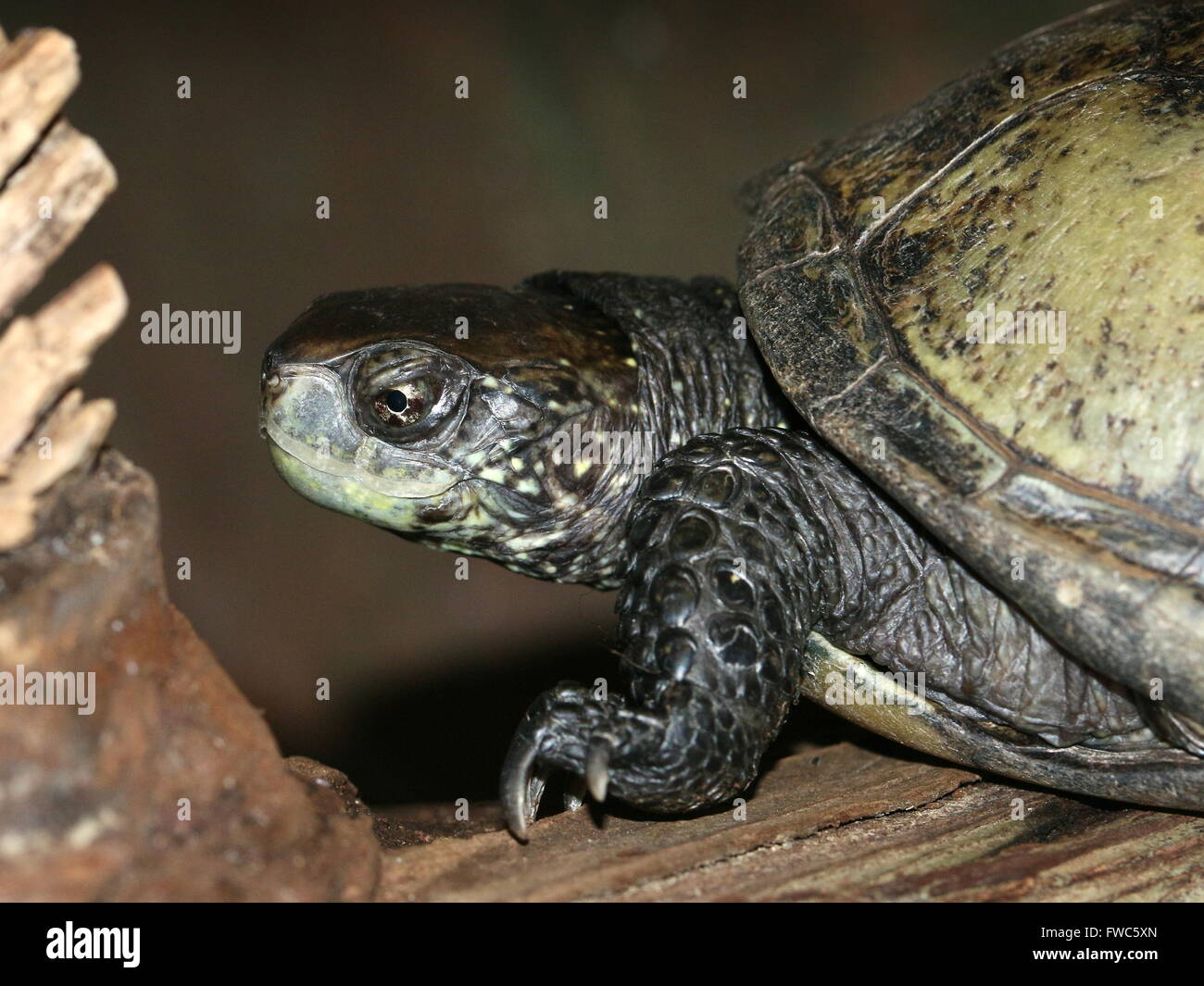 Southern European pond turtle or pond terrapin (Emys orbicularis Stock ...