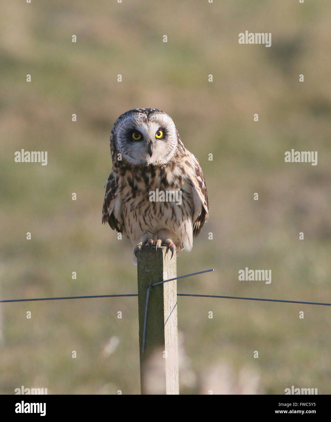 Buho campestre hi-res stock photography and images - Alamy