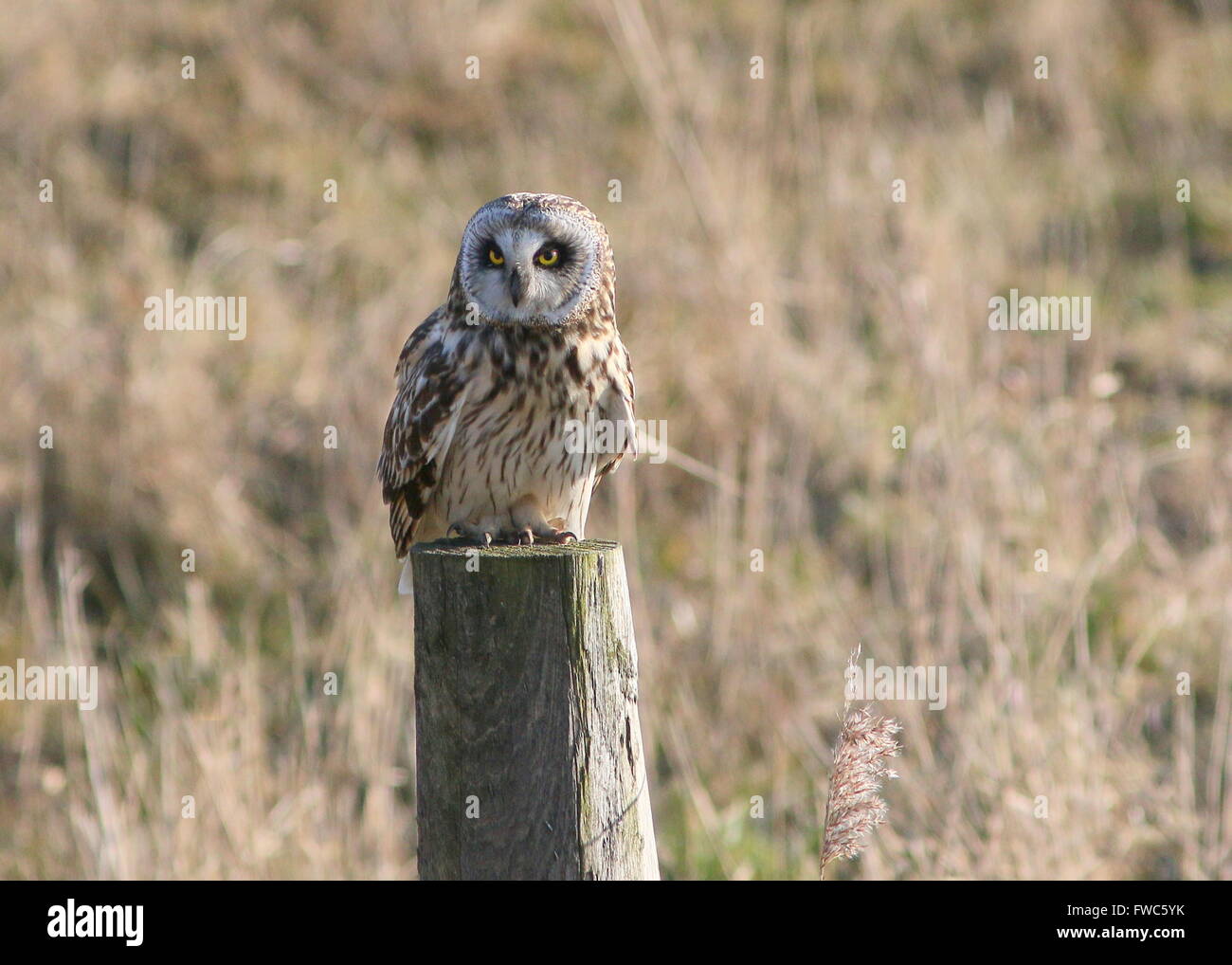 Buho campestre hi-res stock photography and images - Alamy