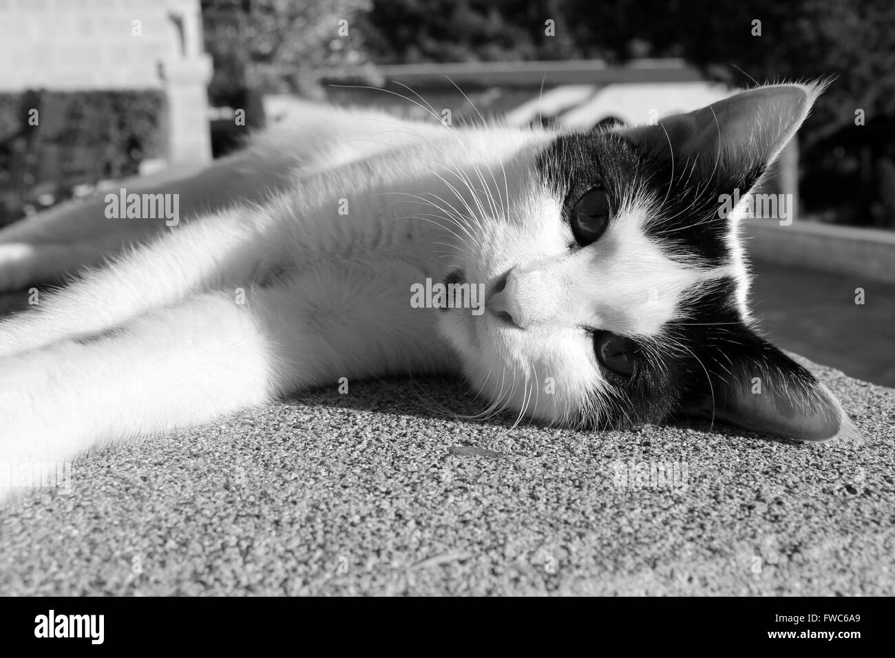 Fun in sun on Black and White Stock Photos & Images - Alamy