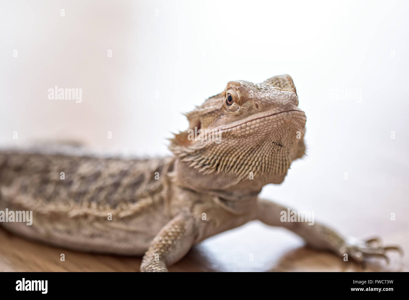Close-up of a Central bearded dragon Stock Photo - Alamy
