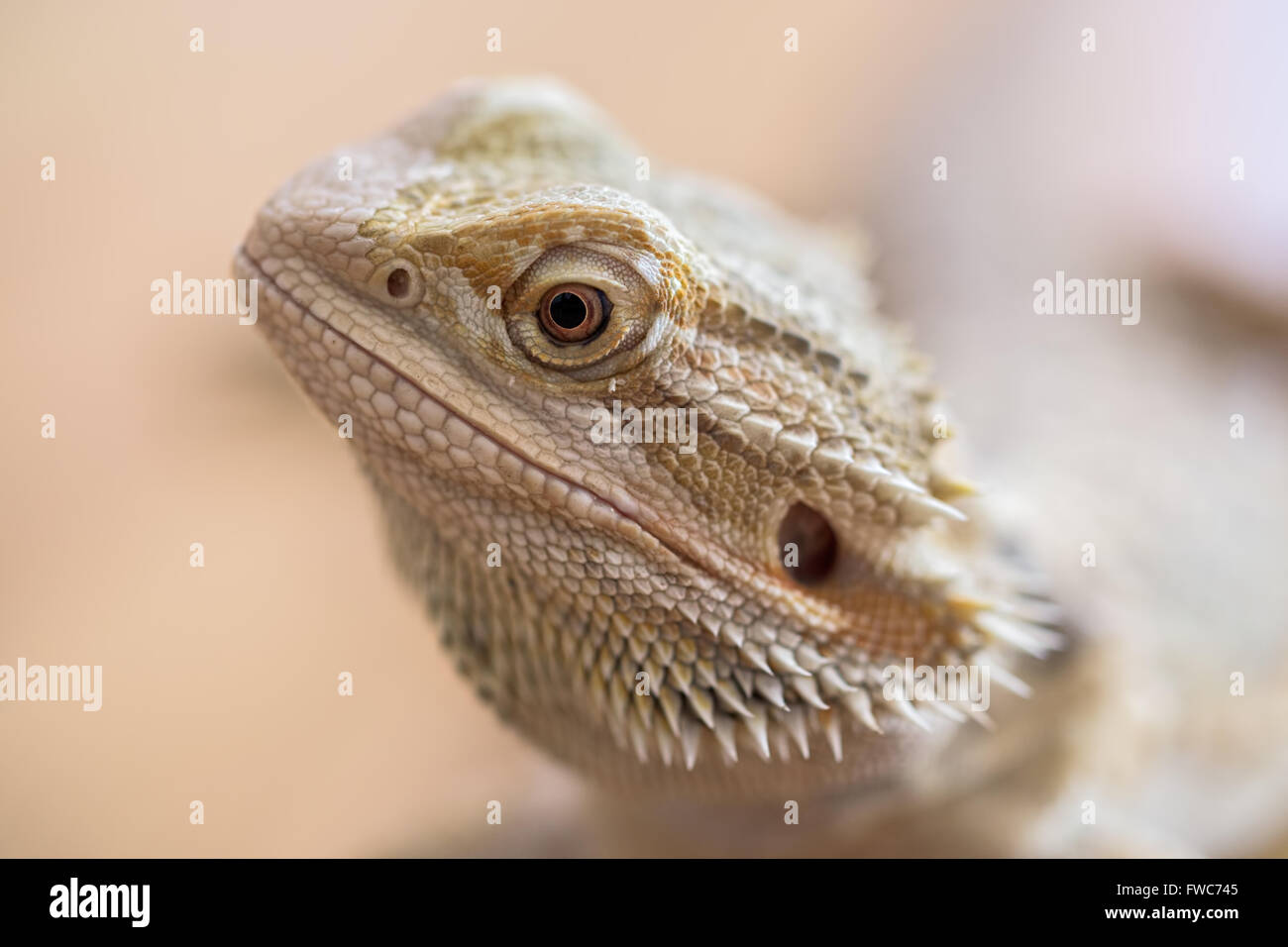 Close-up of a Central bearded dragon Stock Photo - Alamy