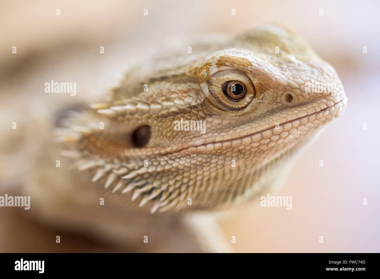 Close-up of a Central bearded dragon Stock Photo - Alamy