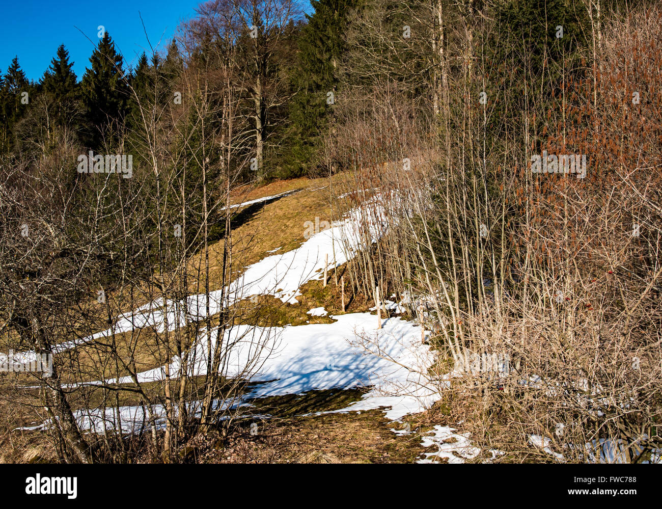 forest with melting snow in spring background Stock Photo - Alamy