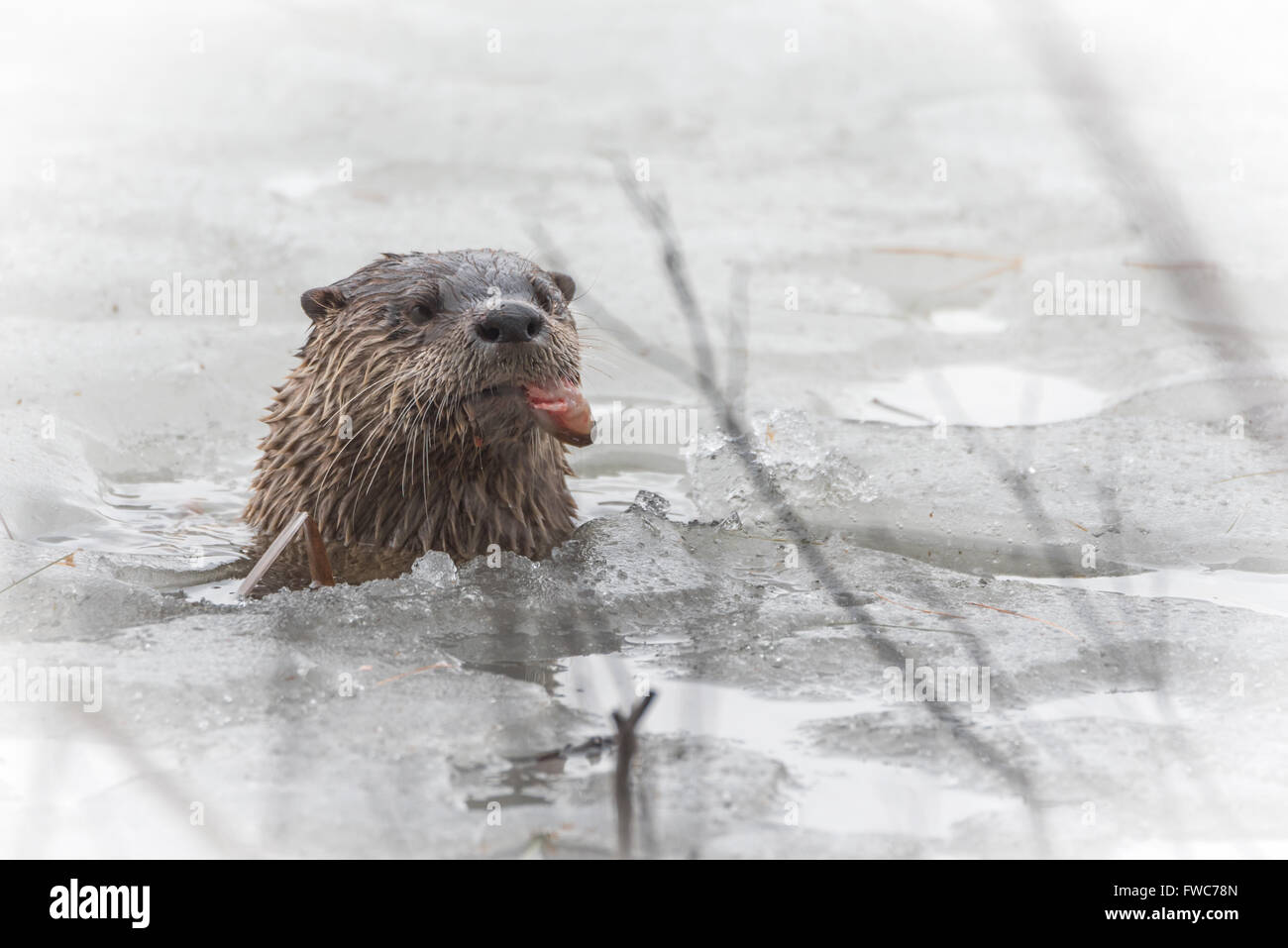North American river otter (Lontra canadensis) in the wild, pokes his ...
