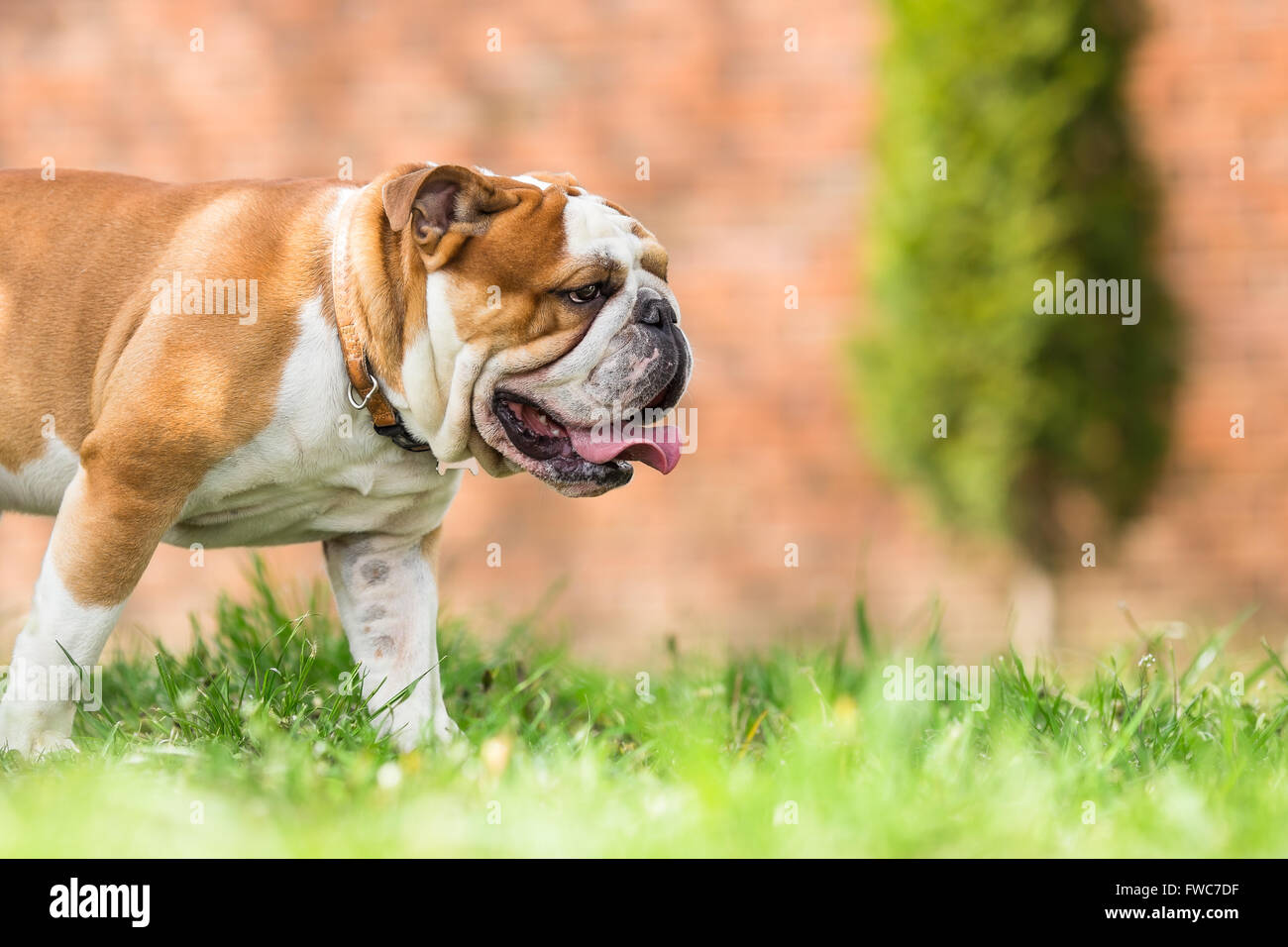 English bulldog playing in the backyard Stock Photo - Alamy