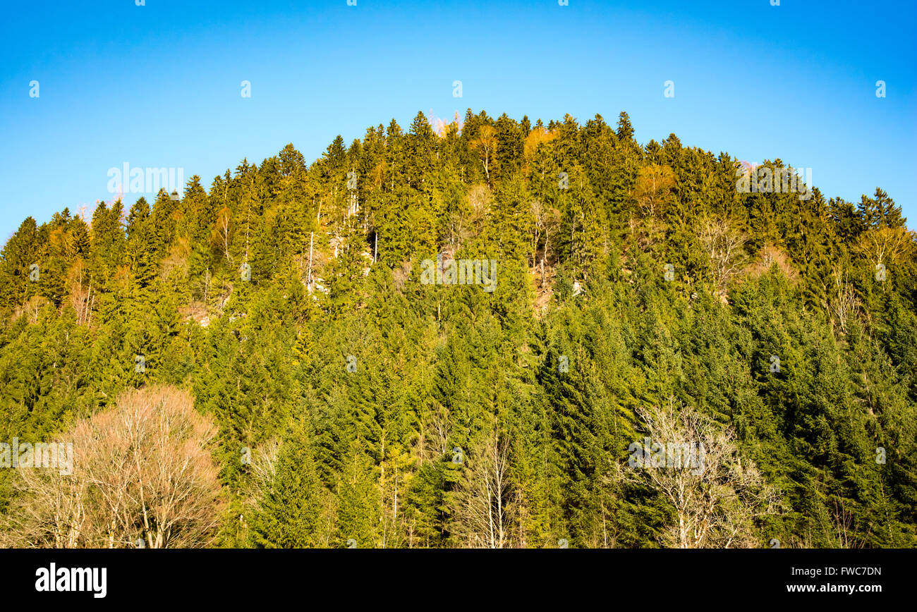 forest hillside in spring green Stock Photo - Alamy