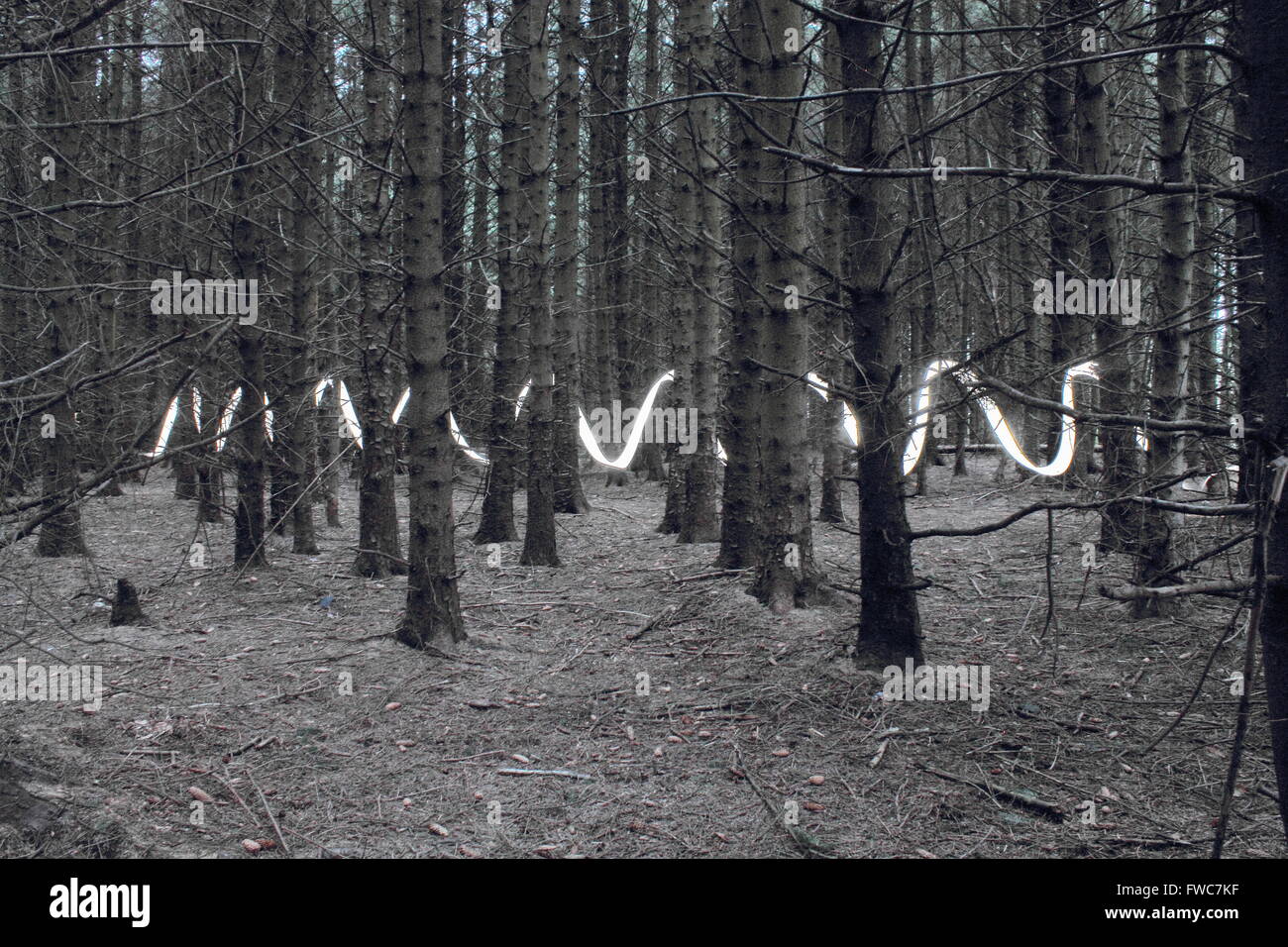 Light trail through the trees Stock Photo - Alamy