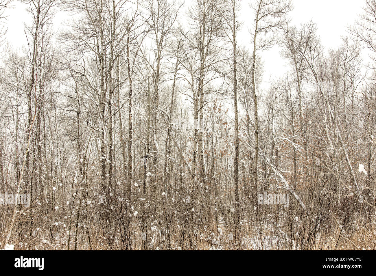 Northern forest in March Stock Photo - Alamy