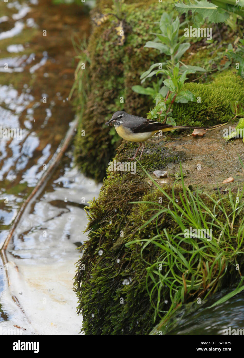 Wagtail birds hi-res stock photography and images - Alamy