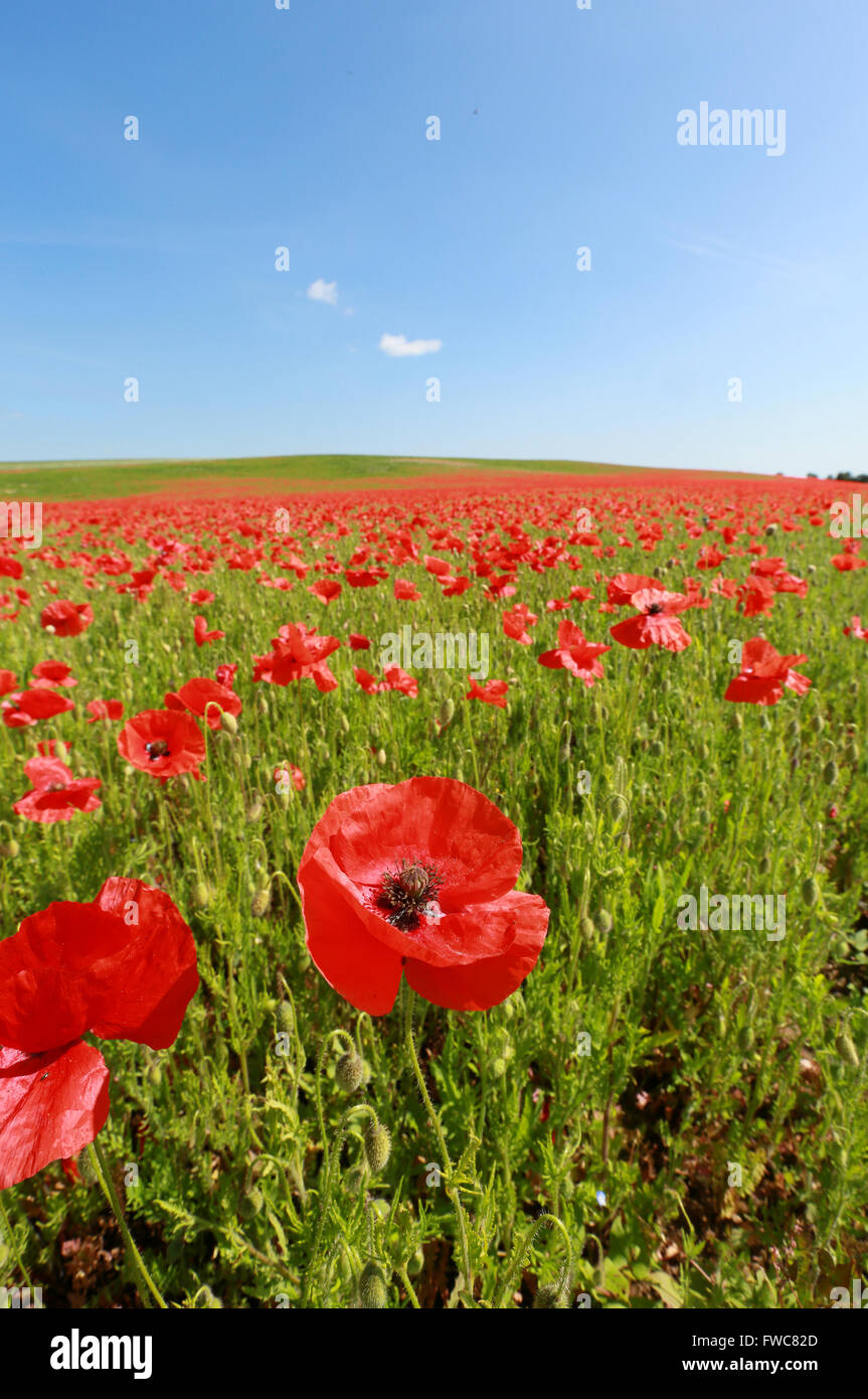 Ww2 remembrance hi-res stock photography and images - Alamy