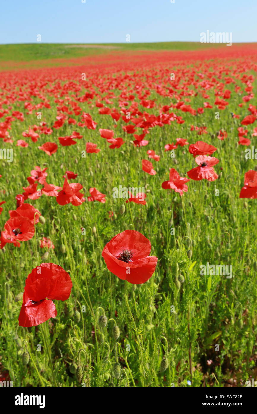 A beautiful poppy field in Norfolk, England. The poppy is used as a ...