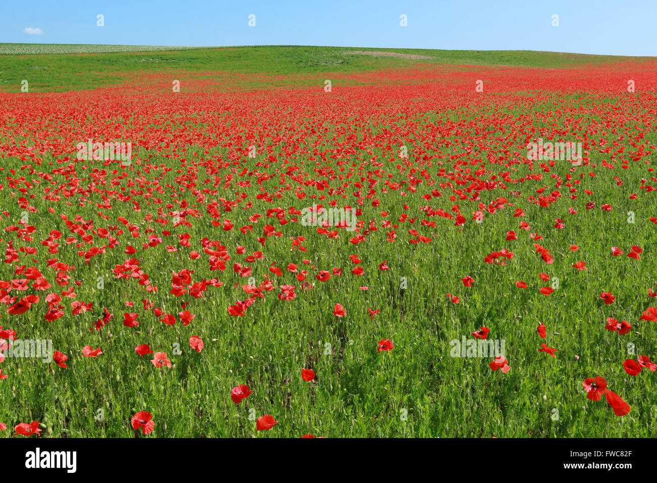 A beautiful poppy field in Norfolk, England. The poppy is used as a ...