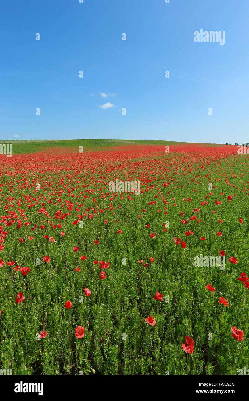 Ww2 soldiers trenches hi-res stock photography and images - Alamy