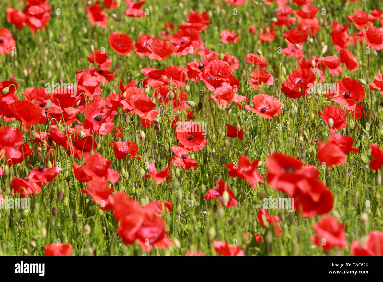 Ww2 soldiers trenches hi-res stock photography and images - Alamy