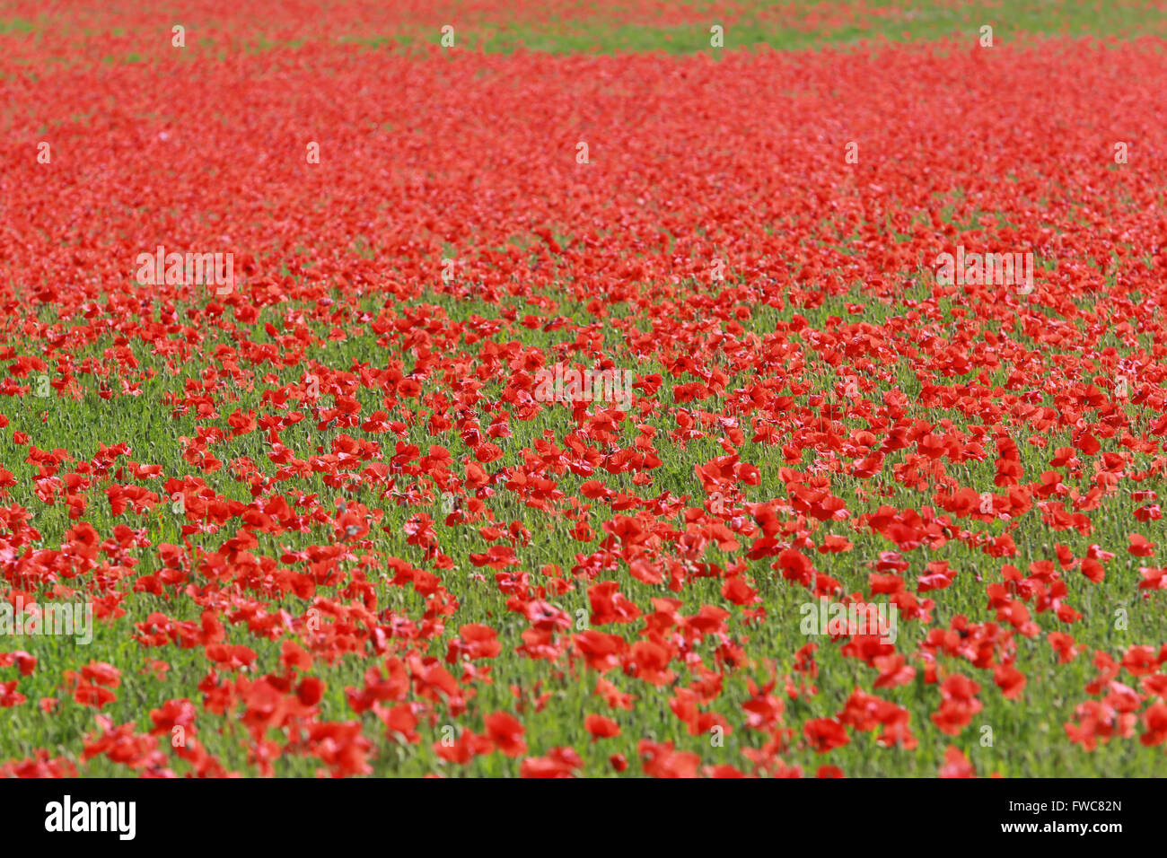A beautiful poppy field in Norfolk, England. The poppy is used as a ...