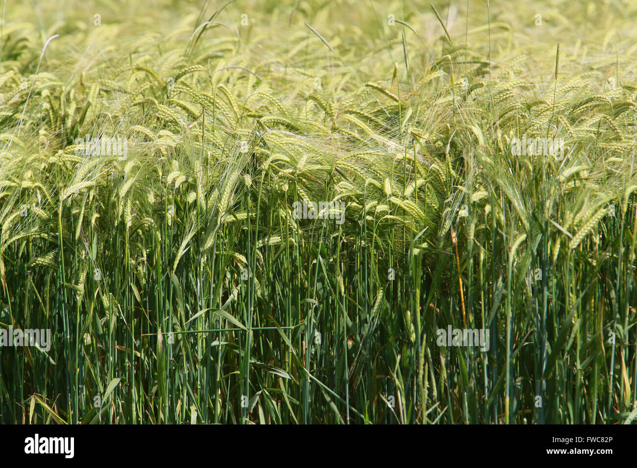 Wheat field, Norfolk, England Stock Photo - Alamy