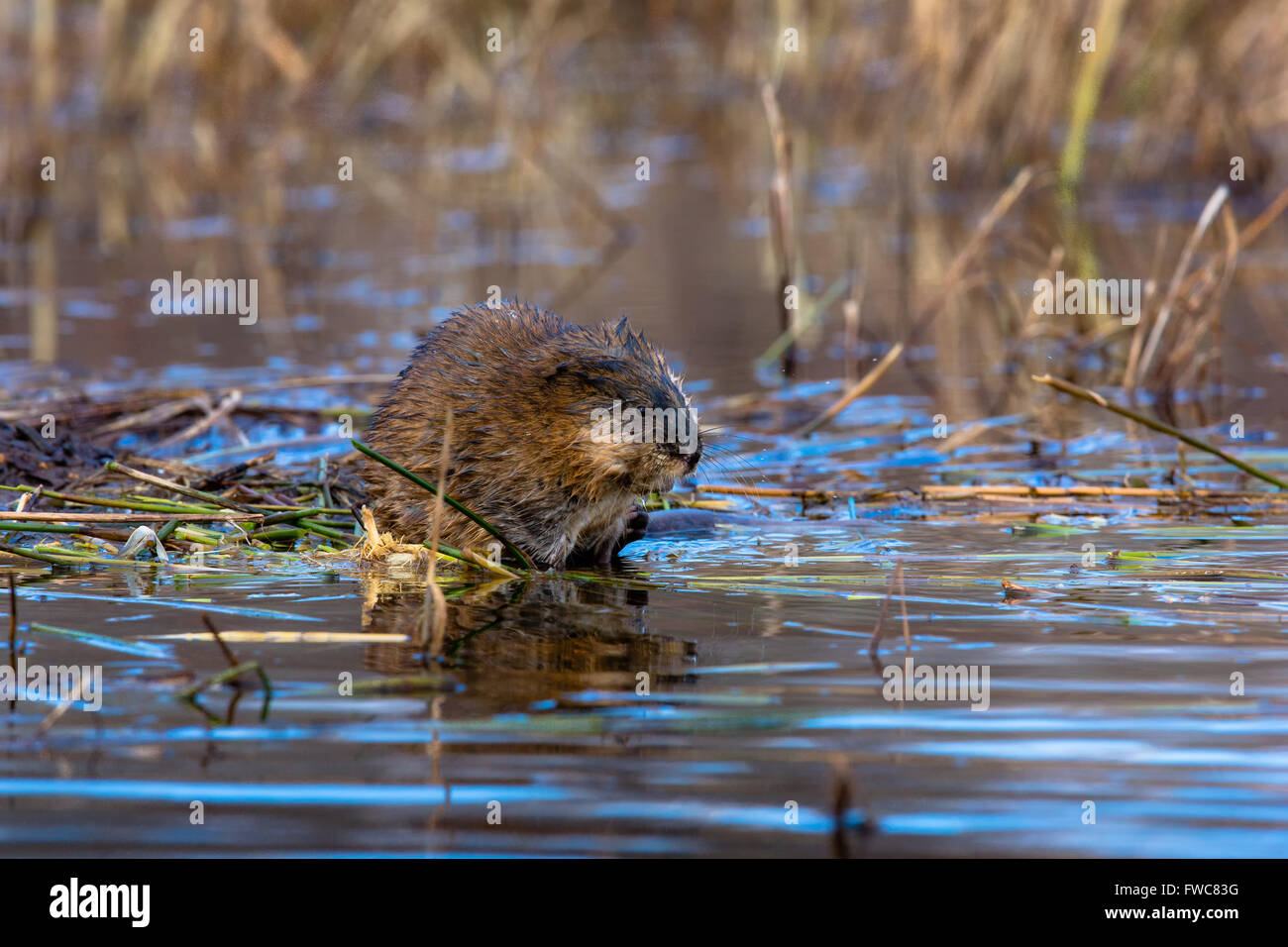 Wisconsin muskrat hi-res stock photography and images - Alamy