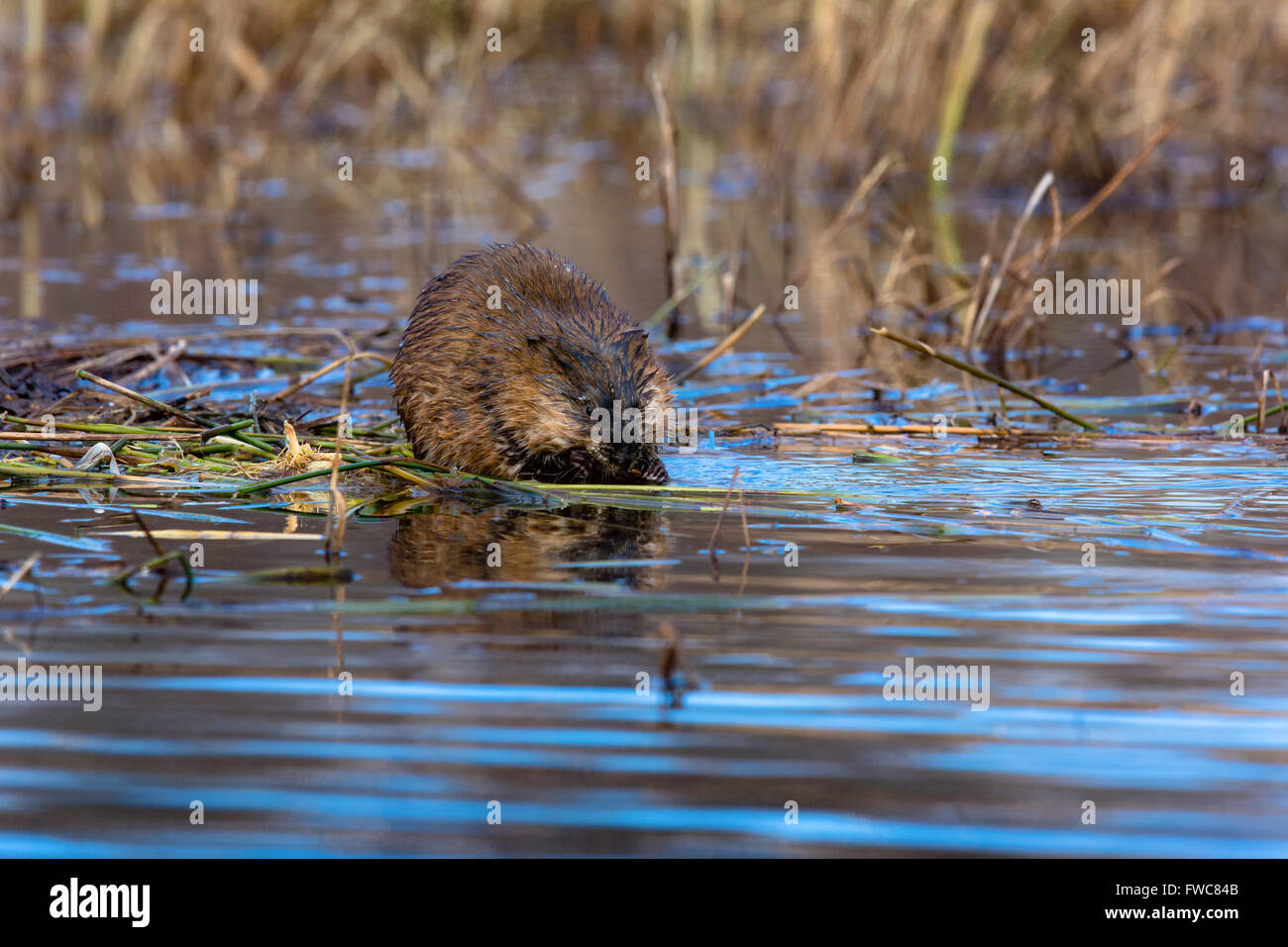 Wisconsin muskrat hi-res stock photography and images - Alamy