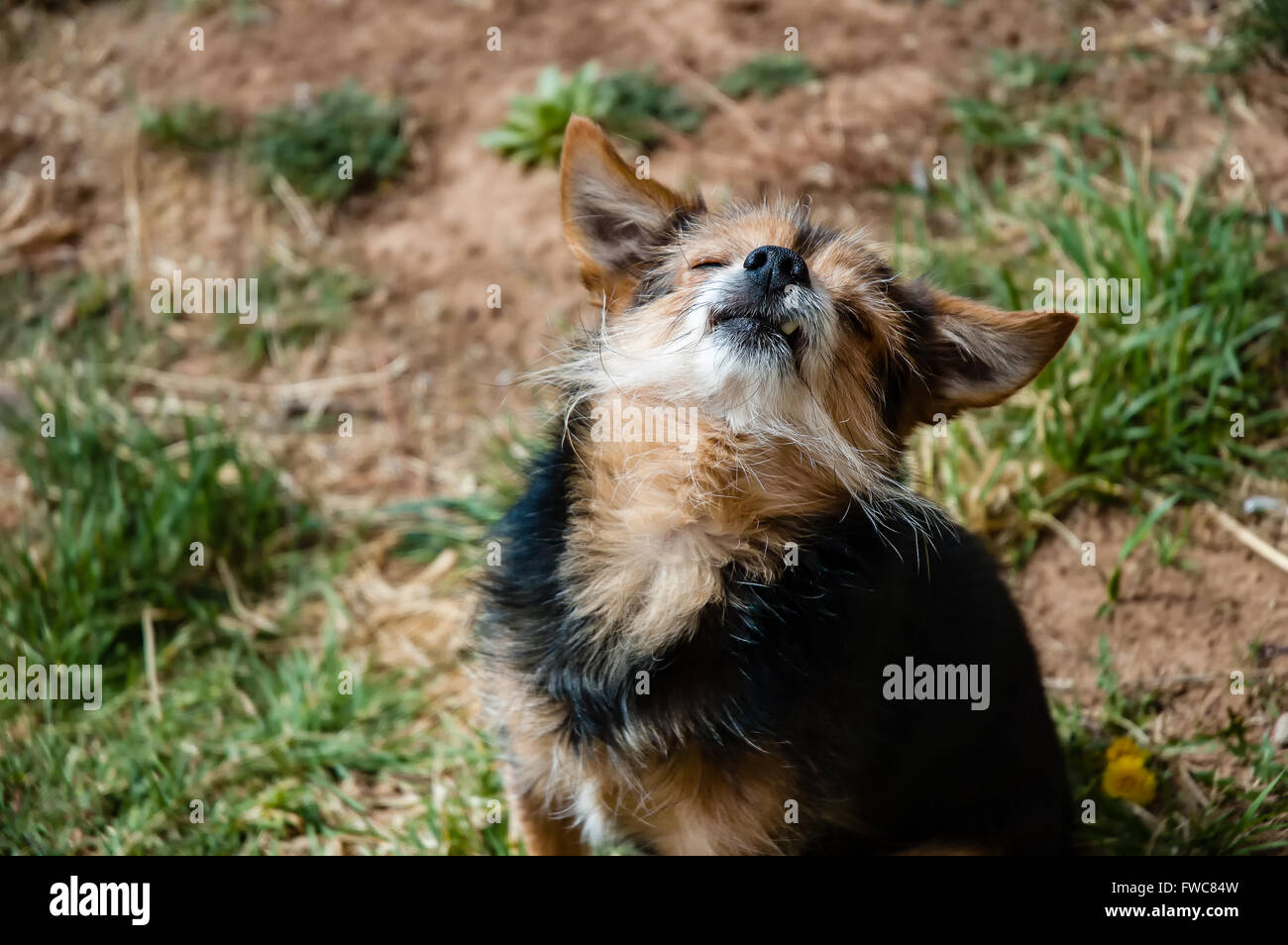 Dog Taking In The Sun Stock Photo - Alamy