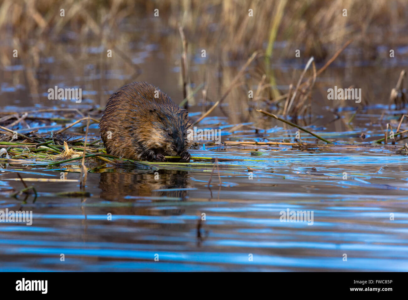 Wisconsin muskrat hi-res stock photography and images - Alamy