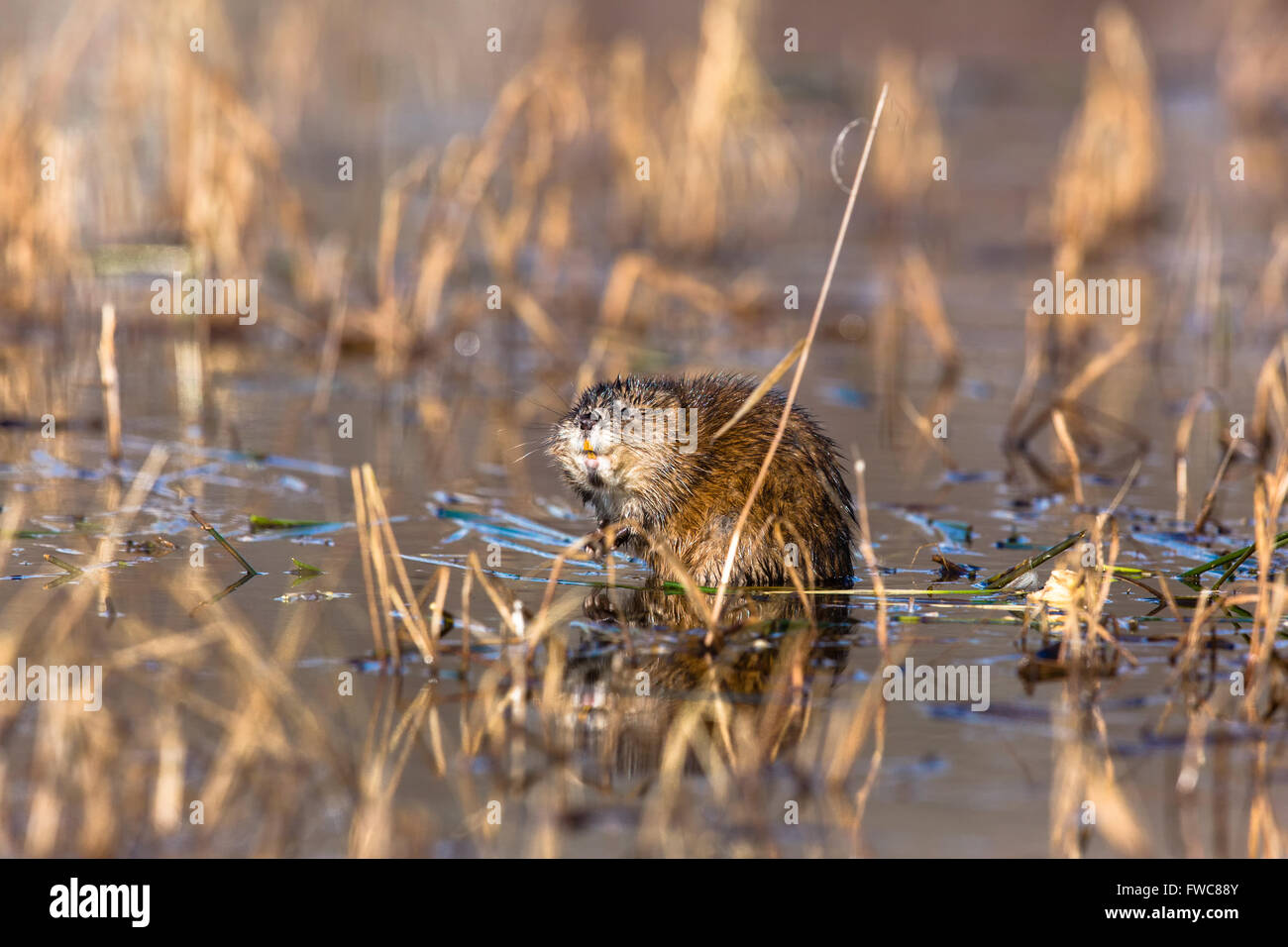 Wisconsin muskrat hi-res stock photography and images - Alamy