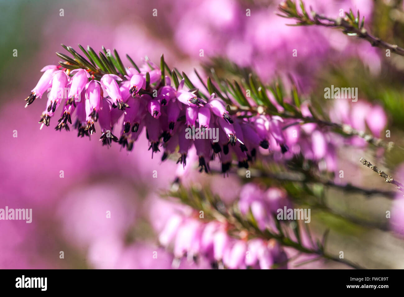 Flowering Erica carnea Winter Heath Stock Photo - Alamy