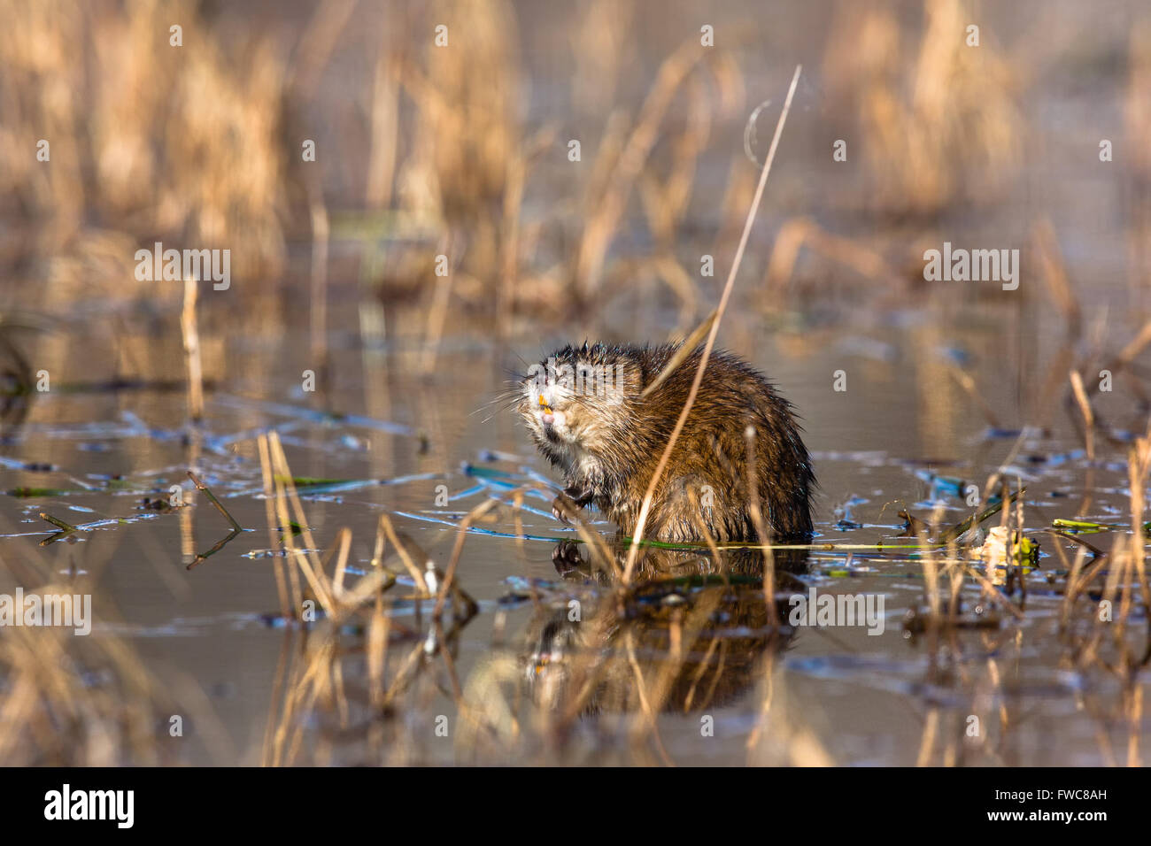 Wisconsin muskrat hi-res stock photography and images - Alamy