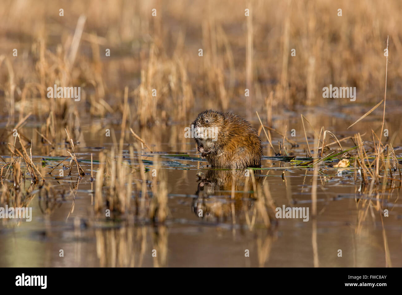 Wisconsin muskrat hi-res stock photography and images - Alamy