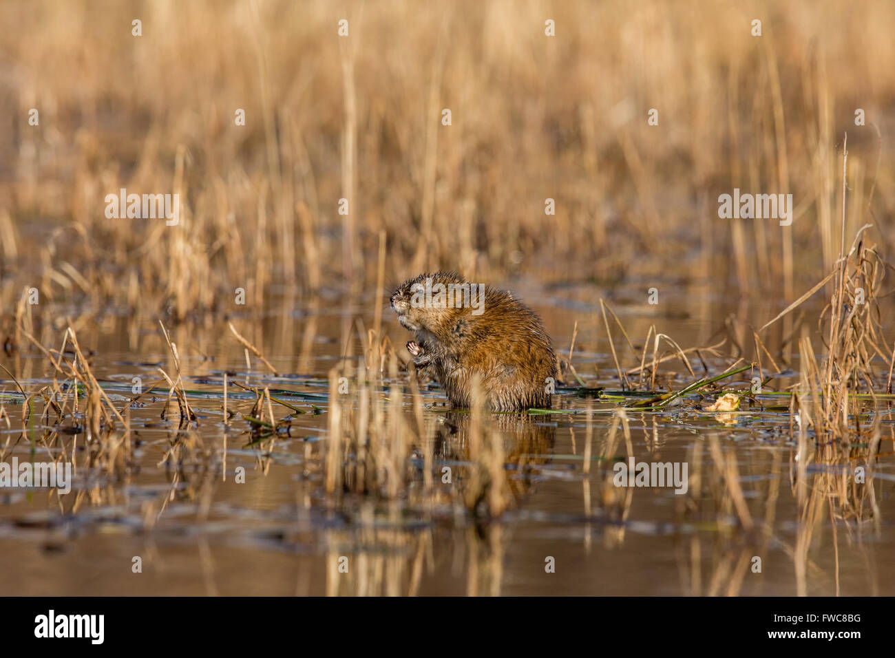 Wisconsin muskrat hi-res stock photography and images - Alamy