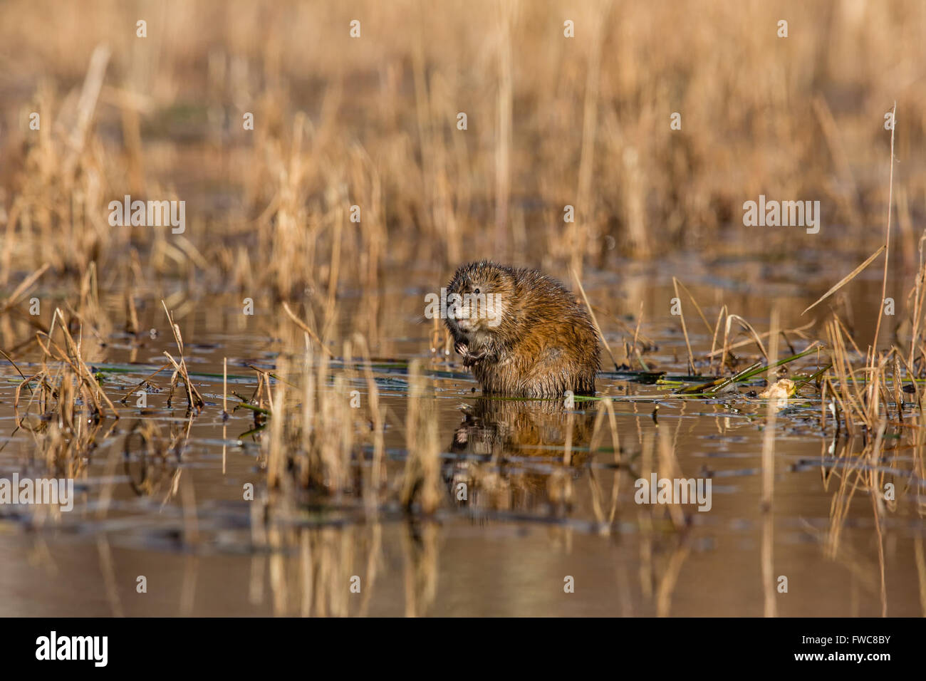 Wisconsin muskrat hi-res stock photography and images - Alamy