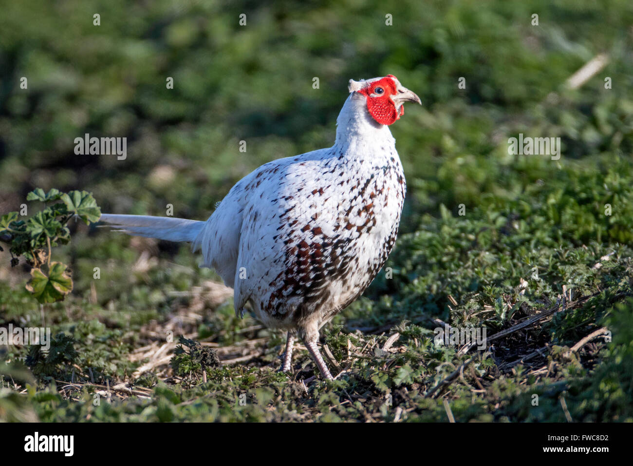 White male Pheasant (Phasianus colchicus), Cambridgeshire, England ...