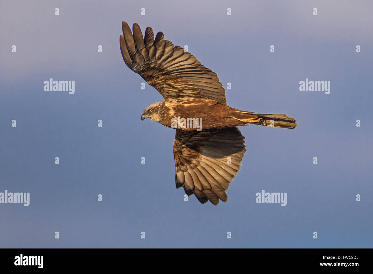 Female Marsh Harrier (Circus aeruginosus) in flight, Cambridgeshire ...