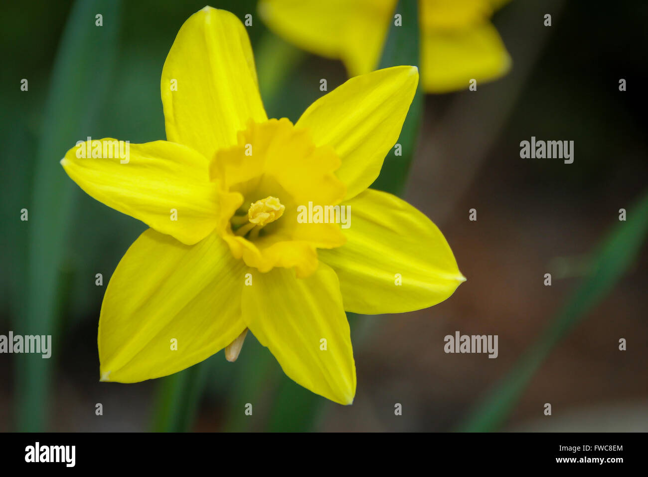 Single daffodil flower hi-res stock photography and images - Alamy