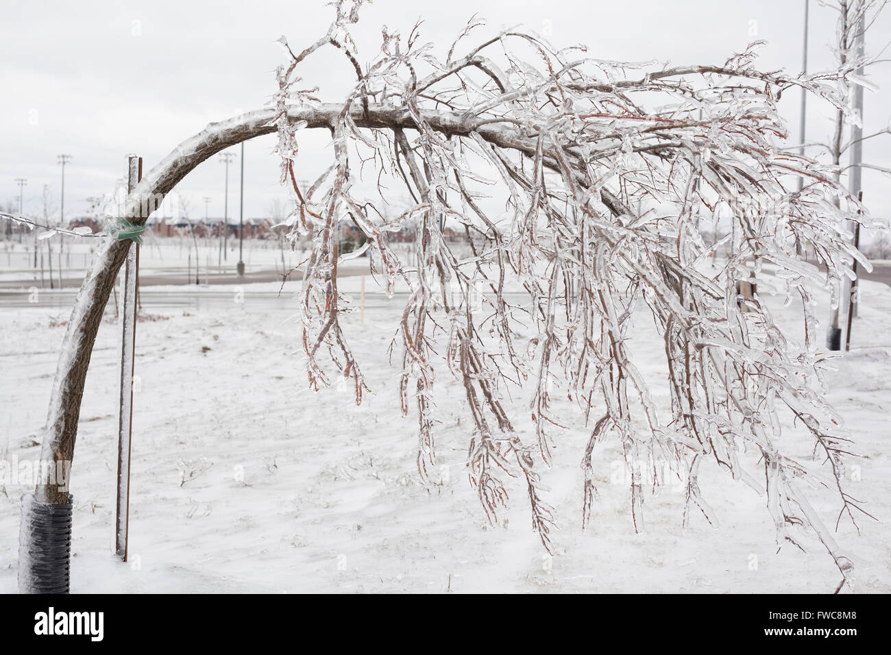 Bent over tree in snow hi-res stock photography and images - Alamy