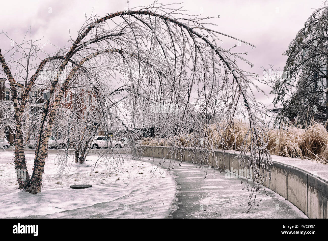 tree bent over from heavy branches in winter after an ice storm Stock ...