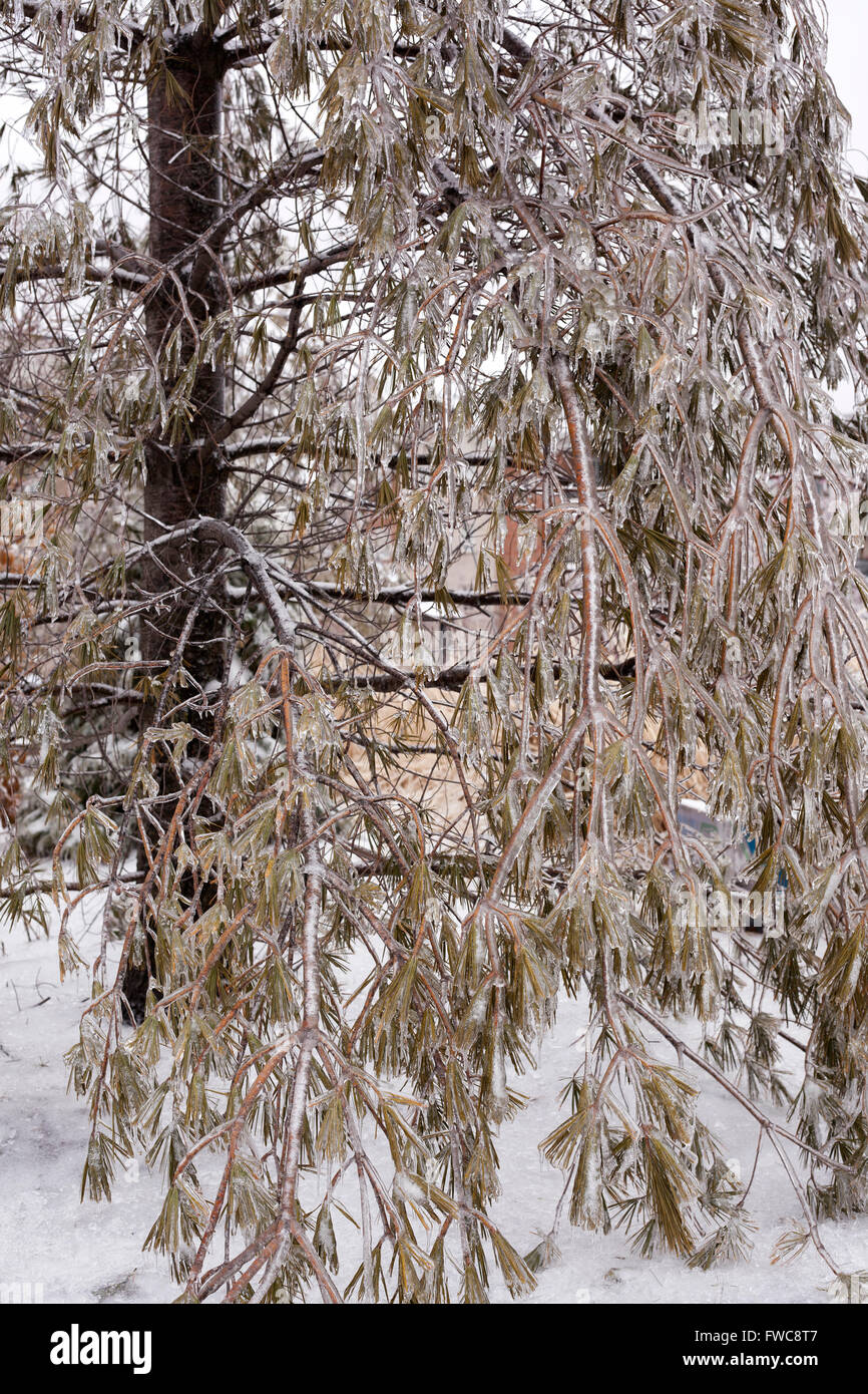 Branches of pine tree hi-res stock photography and images - Alamy
