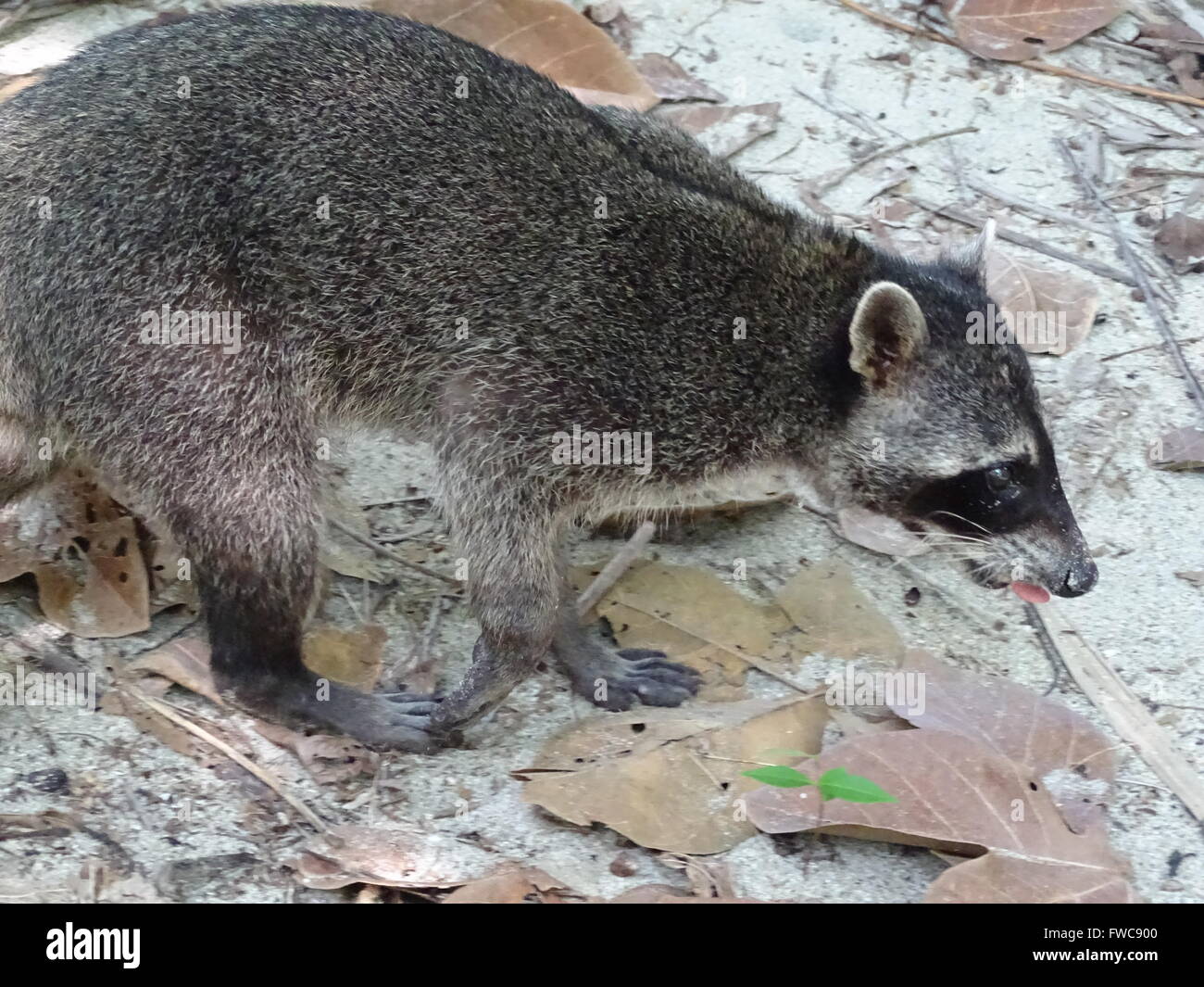 Raccoon in National Park Manuel Antonio Costa rica Stock Photo - Alamy