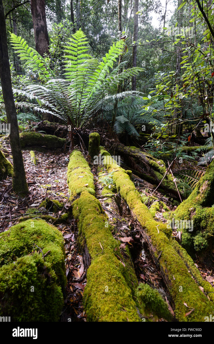 Temperate Rainforest, Mount Field National Park, Tasmania, Australia ...