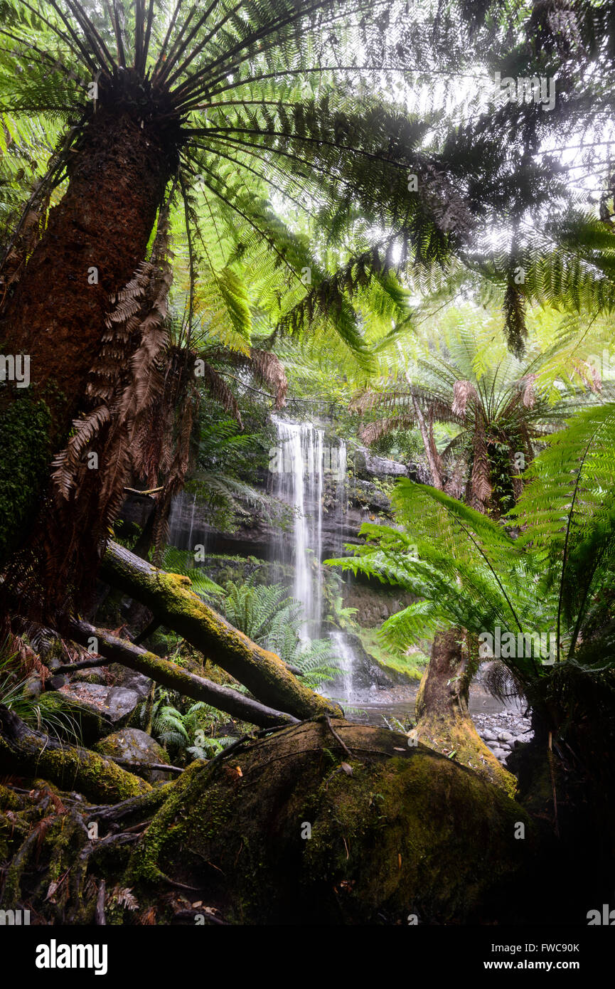 Russell Falls, Mount Field National Park, Tasmania, Australia Stock ...