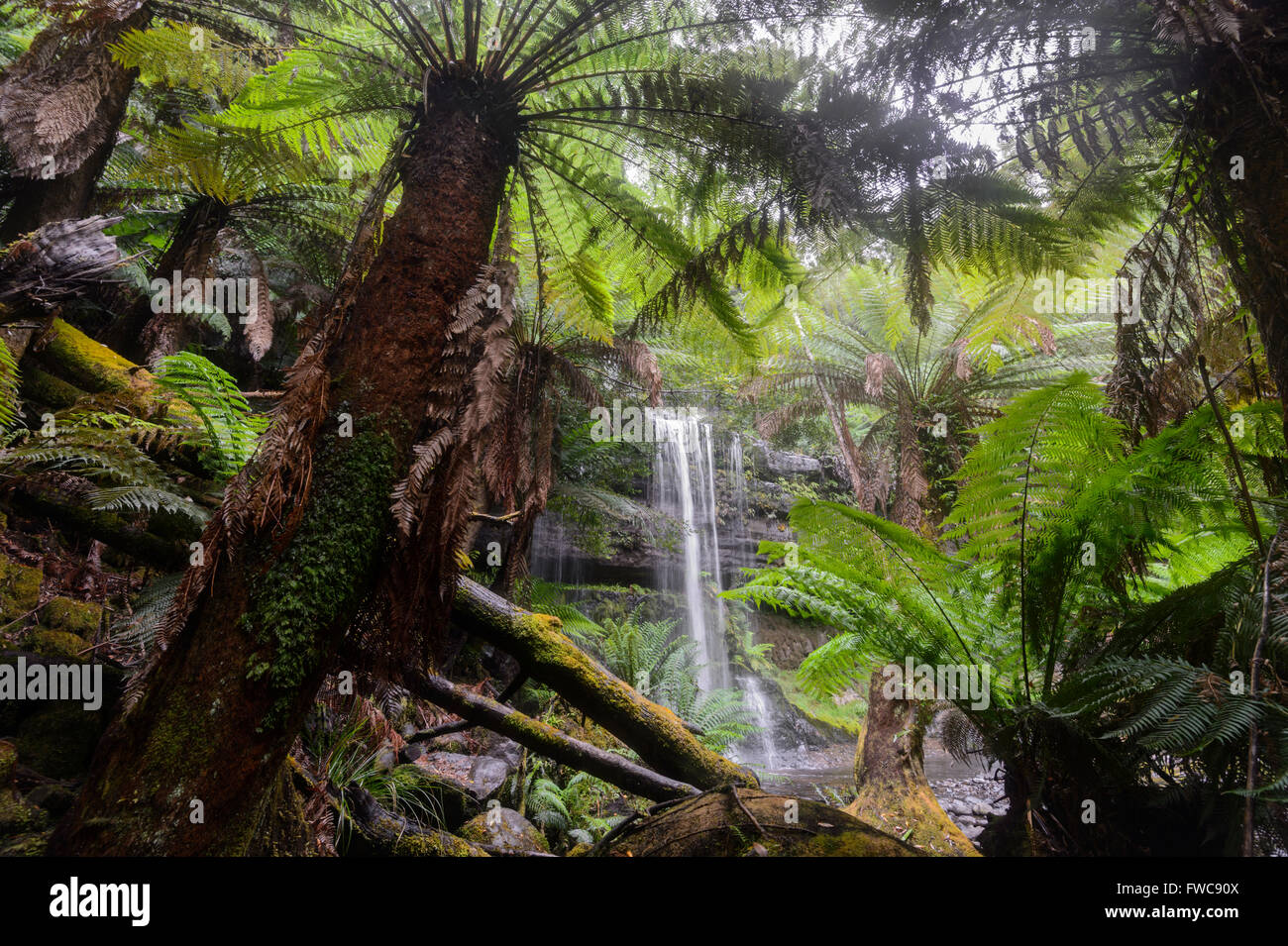 Russell Falls, Mount Field National Park, Tasmania, Australia Stock ...