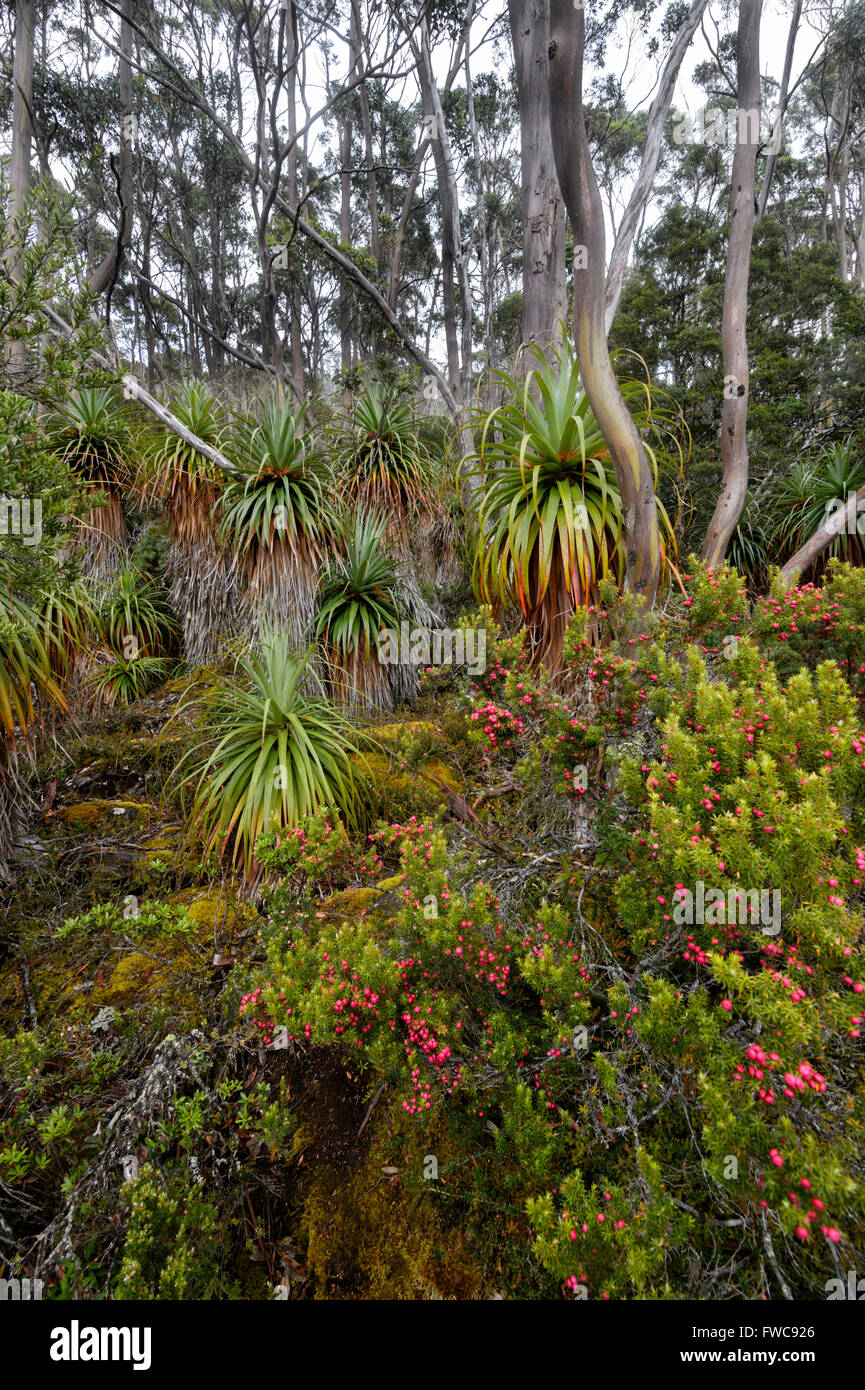 Pandani Grove, Pandani Grove Nature Walk, Lake Dobson, Mount Field ...