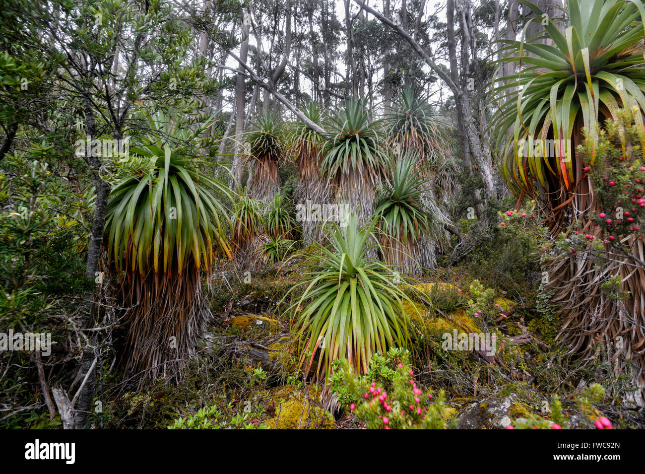 Pandani Grove, Pandani Grove Nature Walk, Lake Dobson, Mount Field ...