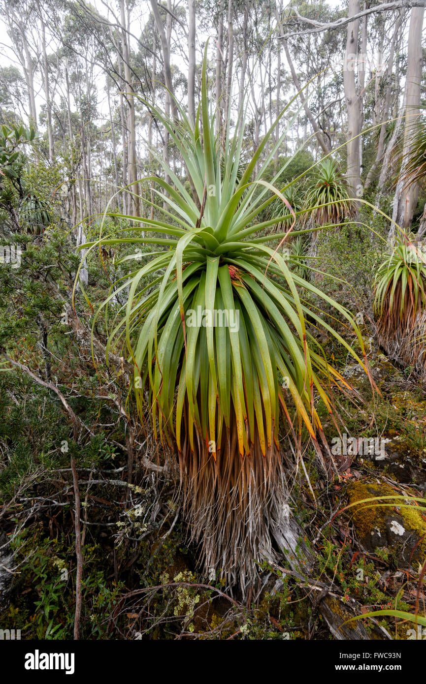 Pandani grove pandani grove nature hi-res stock photography and images ...