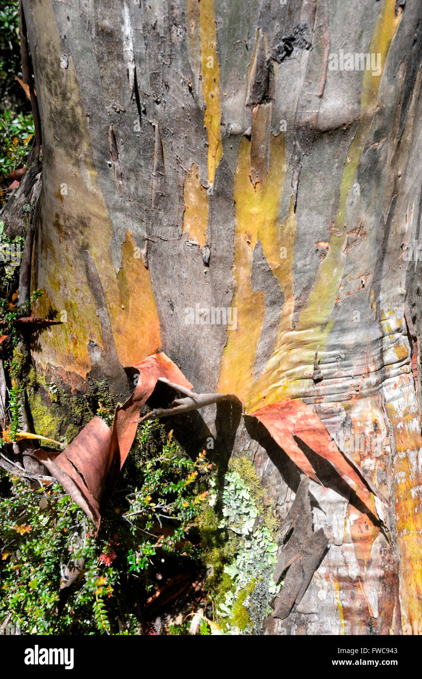 Alpine Yellow Gum (Eucalyptus subcrenulata), Mount Field National Park ...