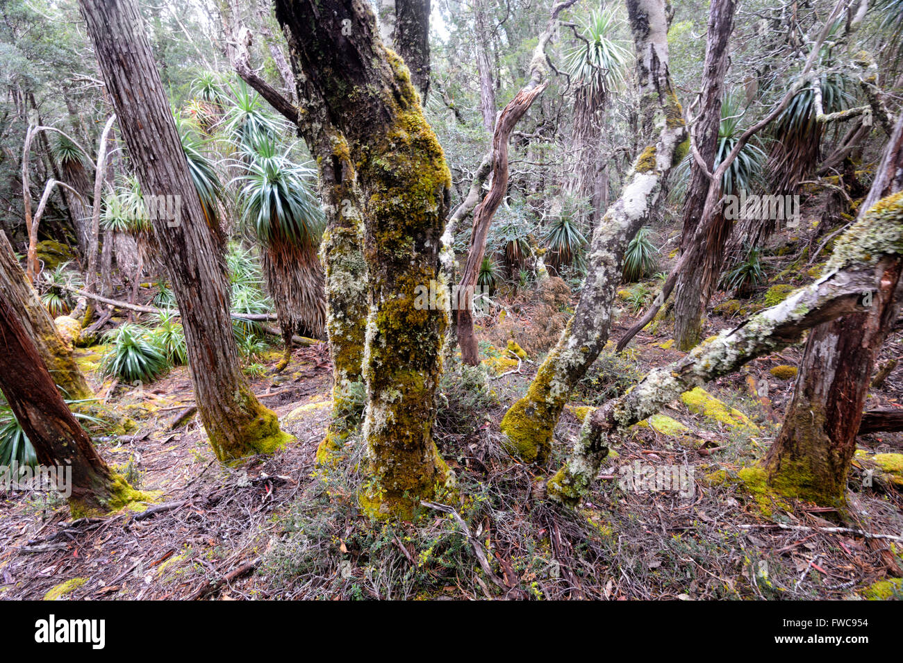 Tasmania australia branches hi-res stock photography and images - Alamy