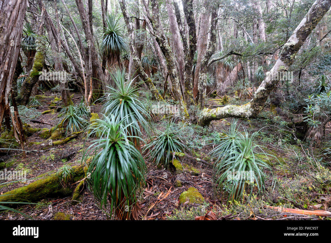Pandani Grove, Pandani Grove Nature Walk, Lake Dobson, Mount Field ...