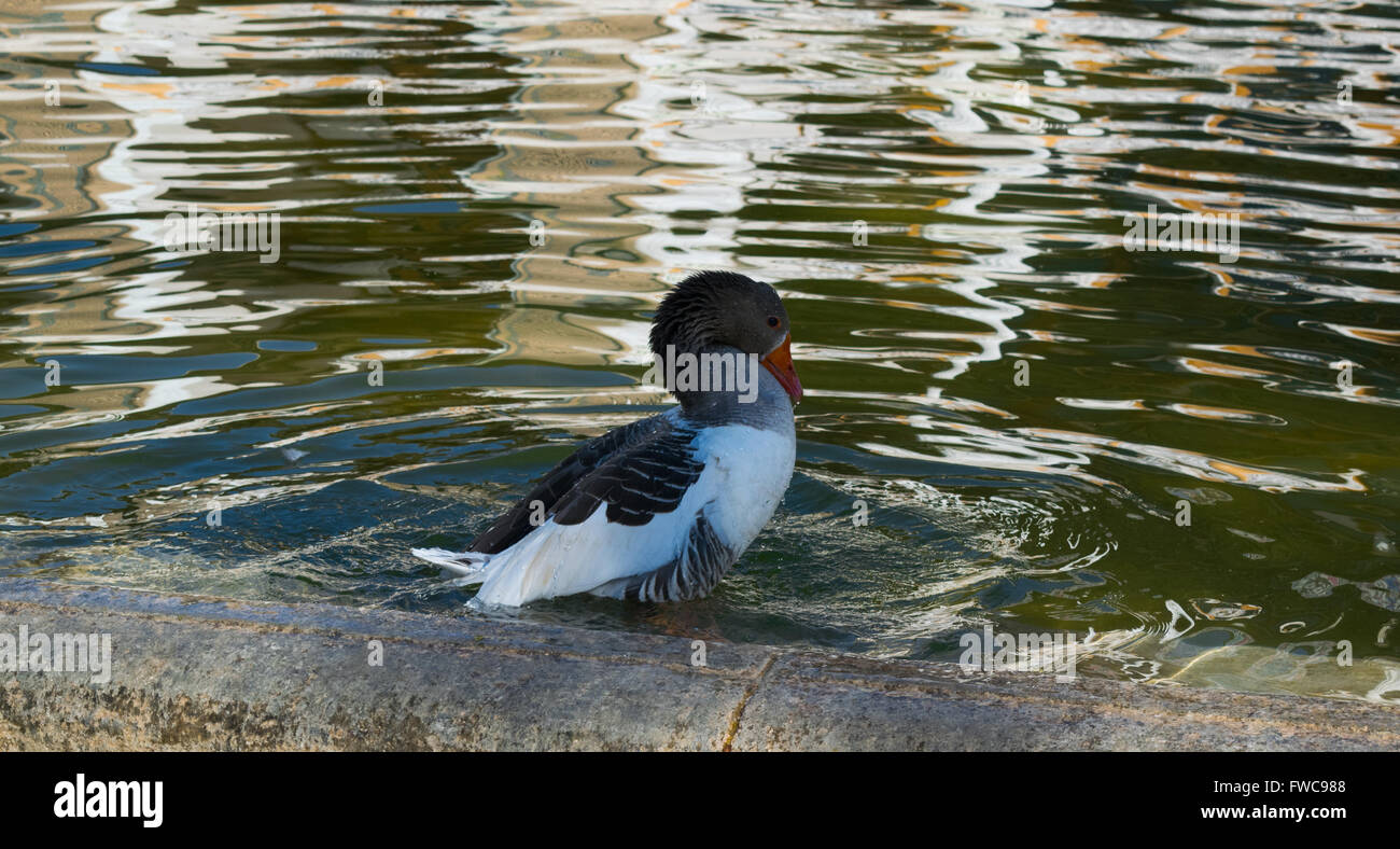 Beautiful Goose in Pool Stock Photo - Alamy