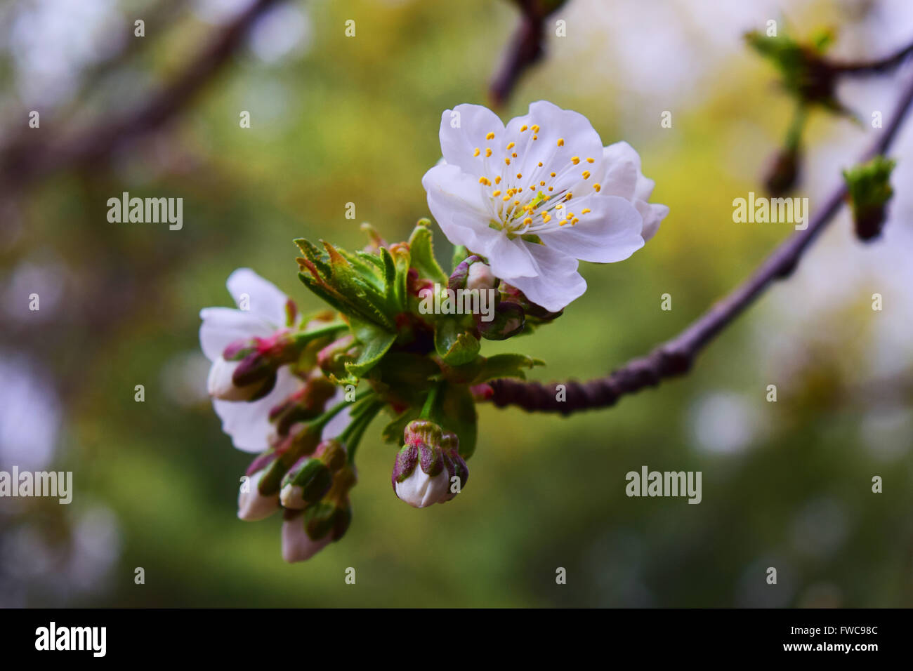 A beautiful white bloom Stock Photo - Alamy